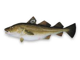 Renato's World.: SKREI.