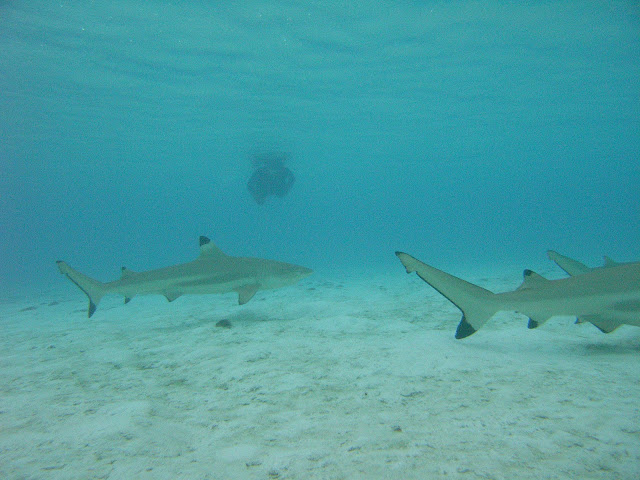 Sabbatic research in Moorea... by Brian Rivest: Post #20 - Camp SeaFET ...