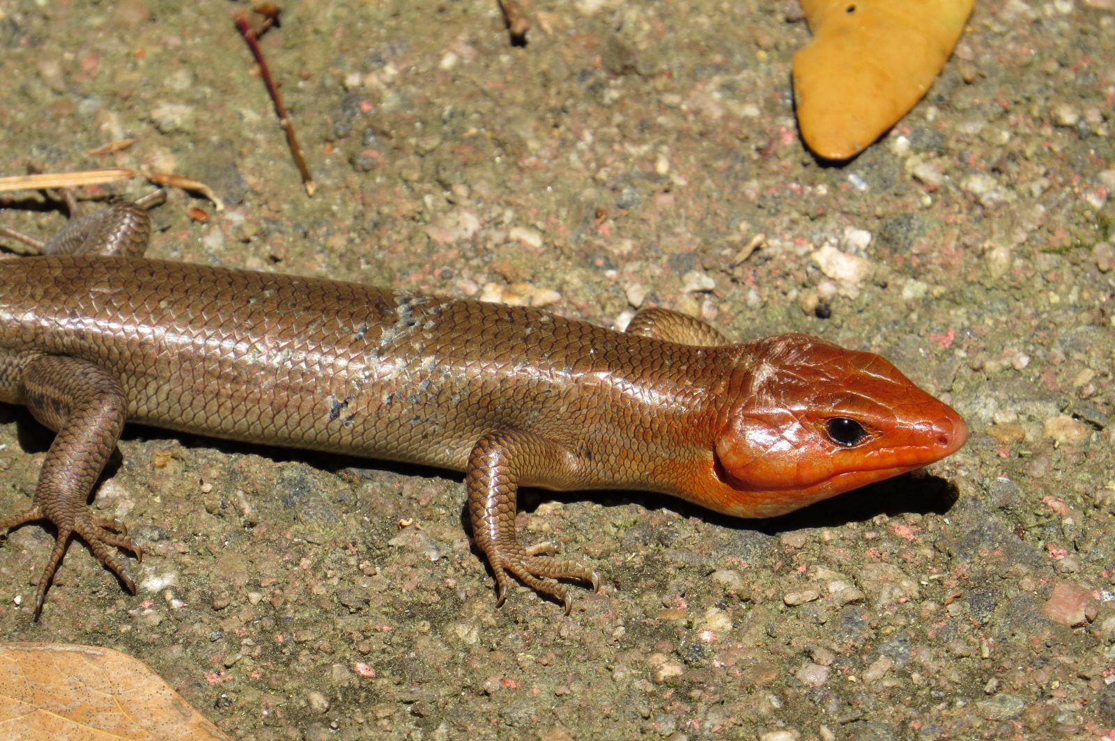 BirdsEyeViews: Leaping Lizards- Check Out These Scuffling Skinks!