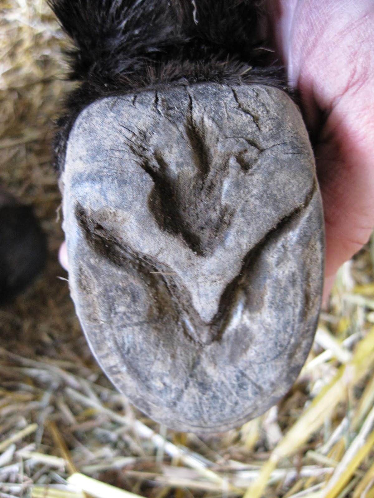 The Dancing Donkey: Donkey Feet - Ramsey