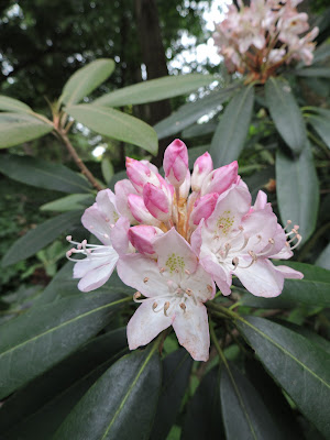 Capital Naturalist by Alonso Abugattas: Rosebay Rhododendron - Great Laurel
