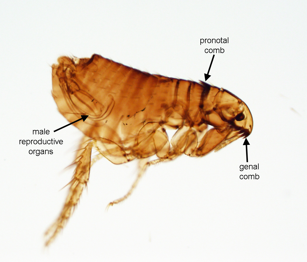 Creepy Dreadful Wonderful Parasites: December 2011