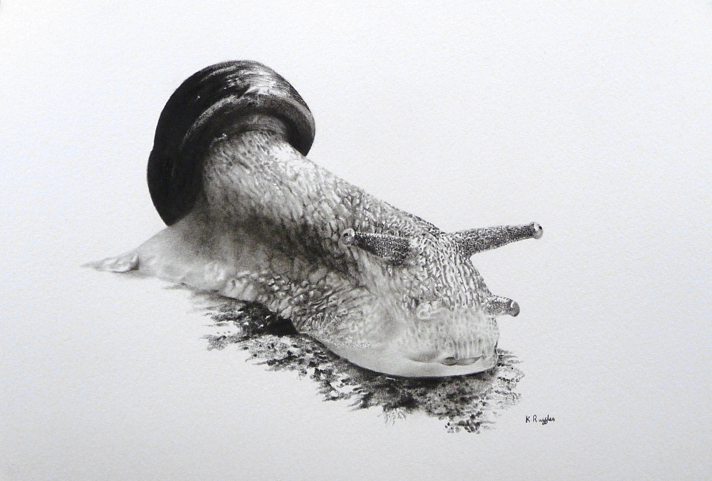 Drawing in Dark: Unveiling the snail....