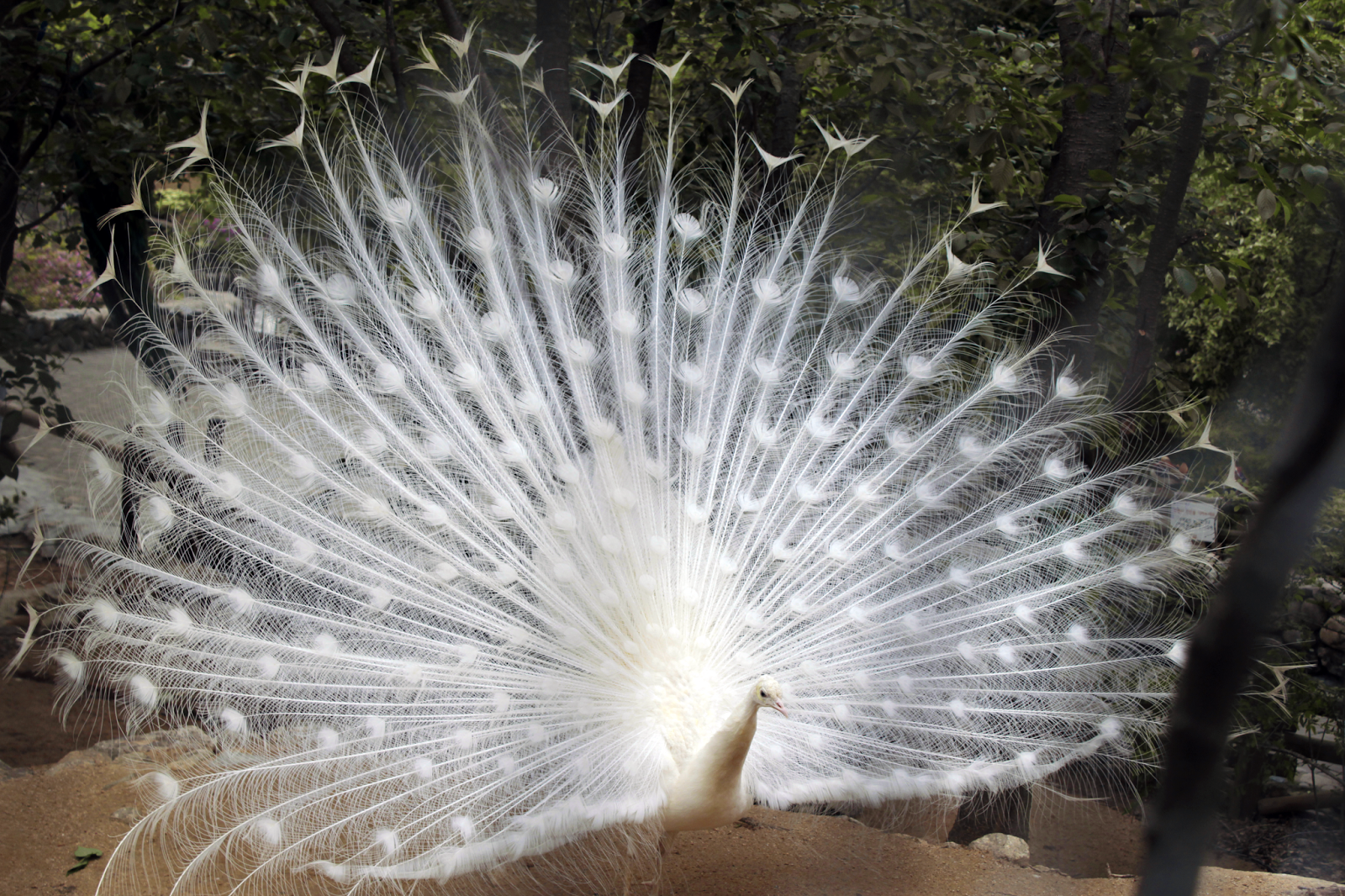 Let’s go to the Seoul Zoo(서울동물원) in the forest ! ~ Korea's Hidden Gem