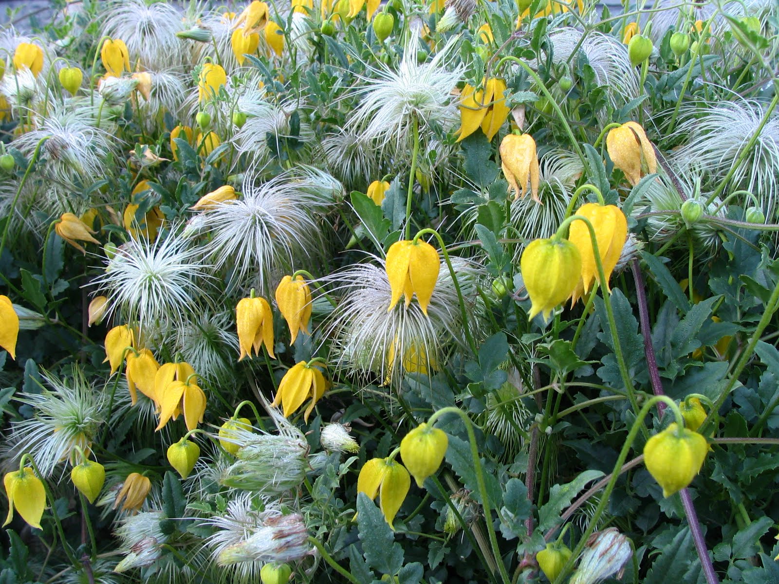 LA MULTI ANI, ROMANIA!: Turism montan in Italia (10). Flora in zona ...