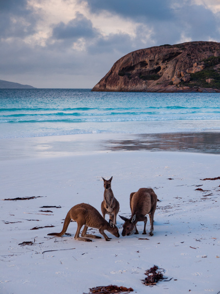I Have Seen The Whole Of The Internet: Kangaroos, Lucky Bay, Cape Le ...