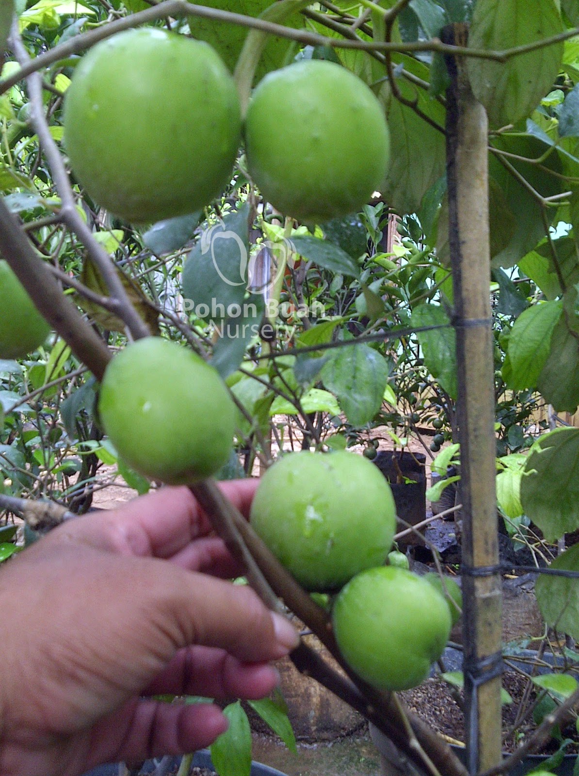 PBN: Putsa ak Apel India