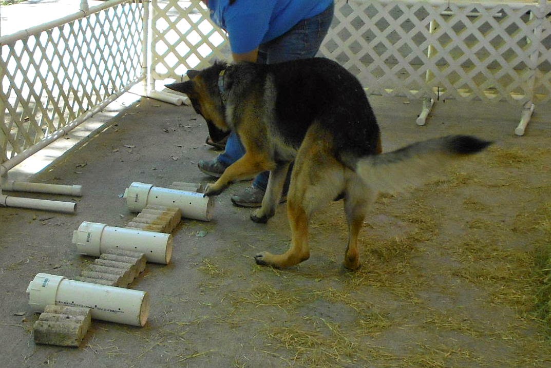 Kelley's Dog Blog: Barn Hunt