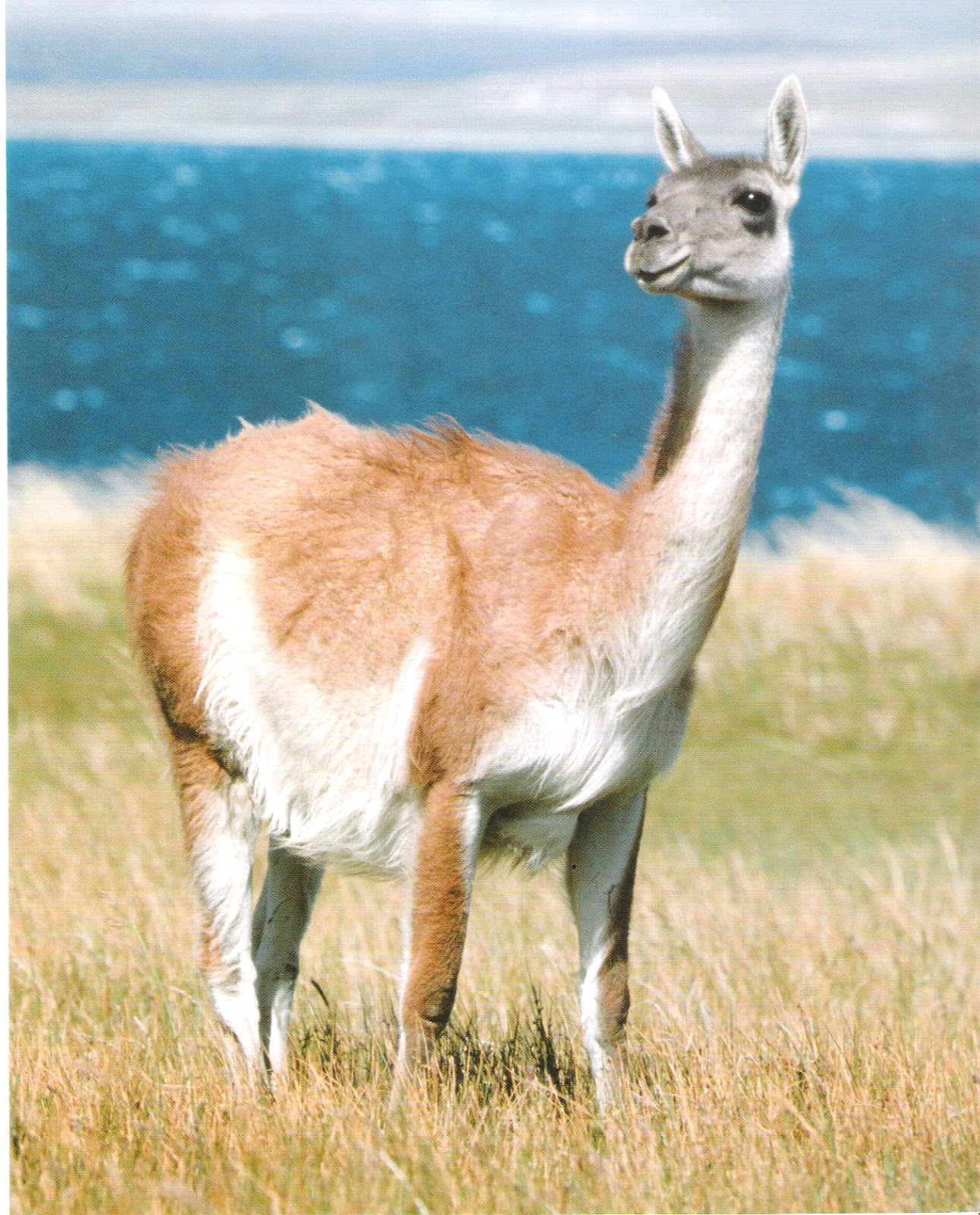 Zoológico Virtual do Koba: Guanaco