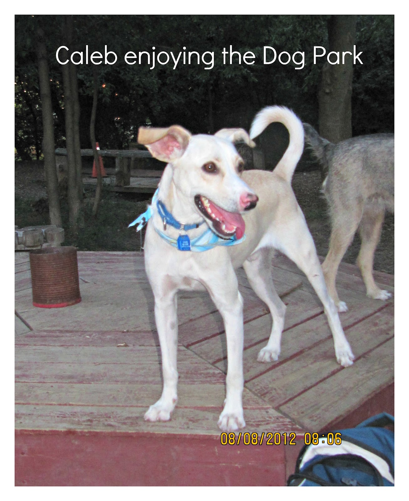 Welcome to my foster dog blog!: Caleb having fun at the park with ...
