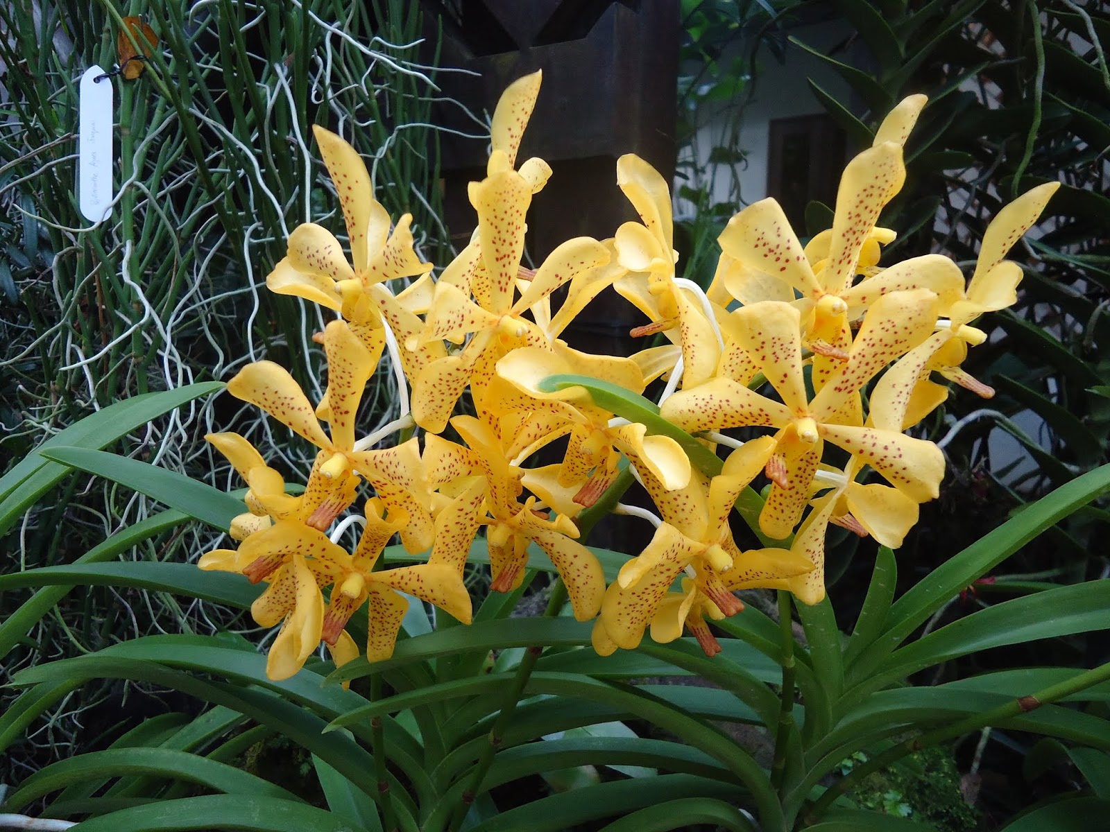 The Sampaguita and the Flowers for the Souls