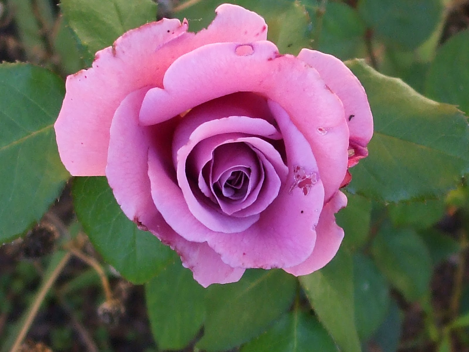 God's Growing Garden: Frank's Flowers - Mauve Miracle Rose