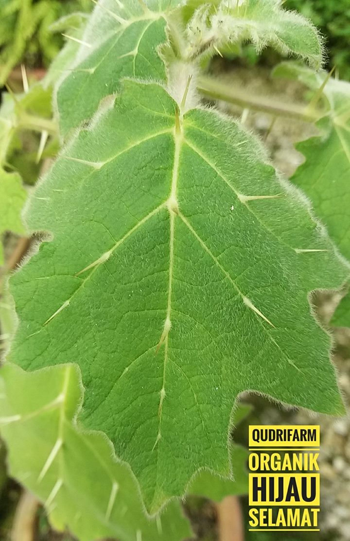 QudRiFaRm: DAUN-DAUN POKOK HERBA DI PAYA ASLI HERBAL VALLLEY QUDRIFARM