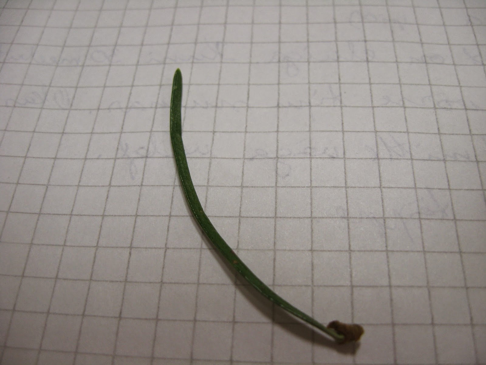 Leenu õpib taimi: Okaspuude oksad