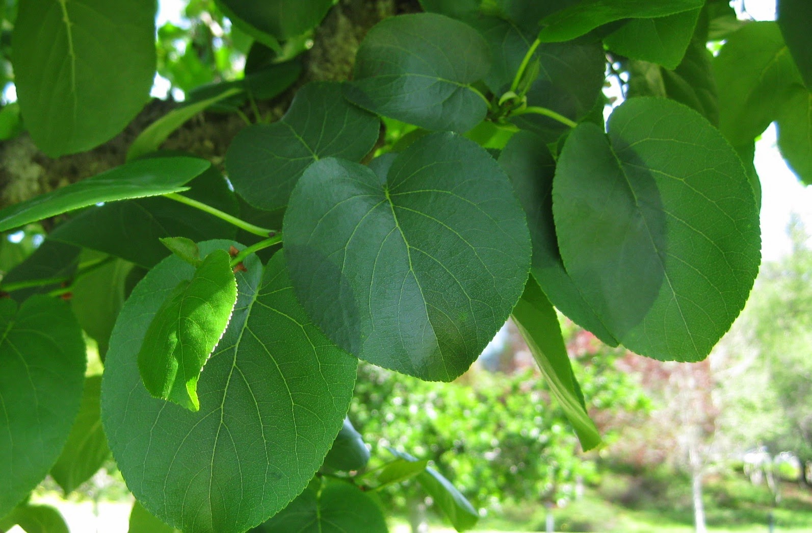 Trees of Santa Cruz County: Alnus cordata - Italian Alder