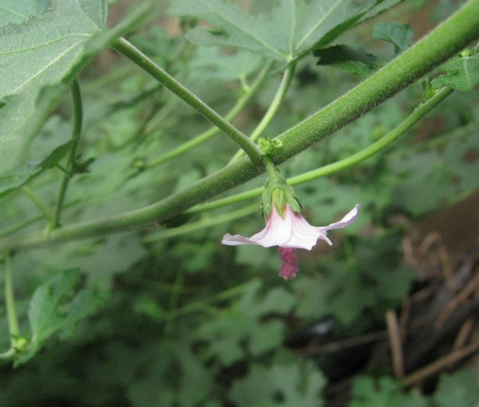 La Ayuda Que Necesito: Cadillo Pata de Perro.
