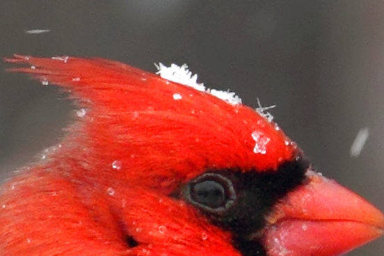 Steve Byland Nature Photography