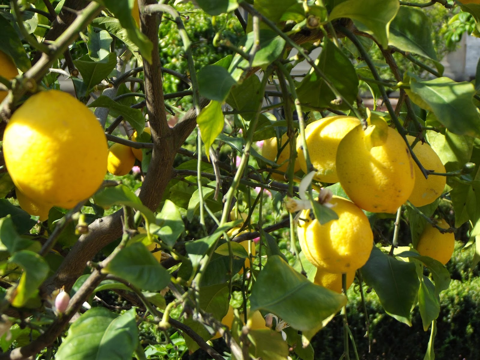 Erbe,the authentic Italian beauty culture.: An interesting and hearted ...