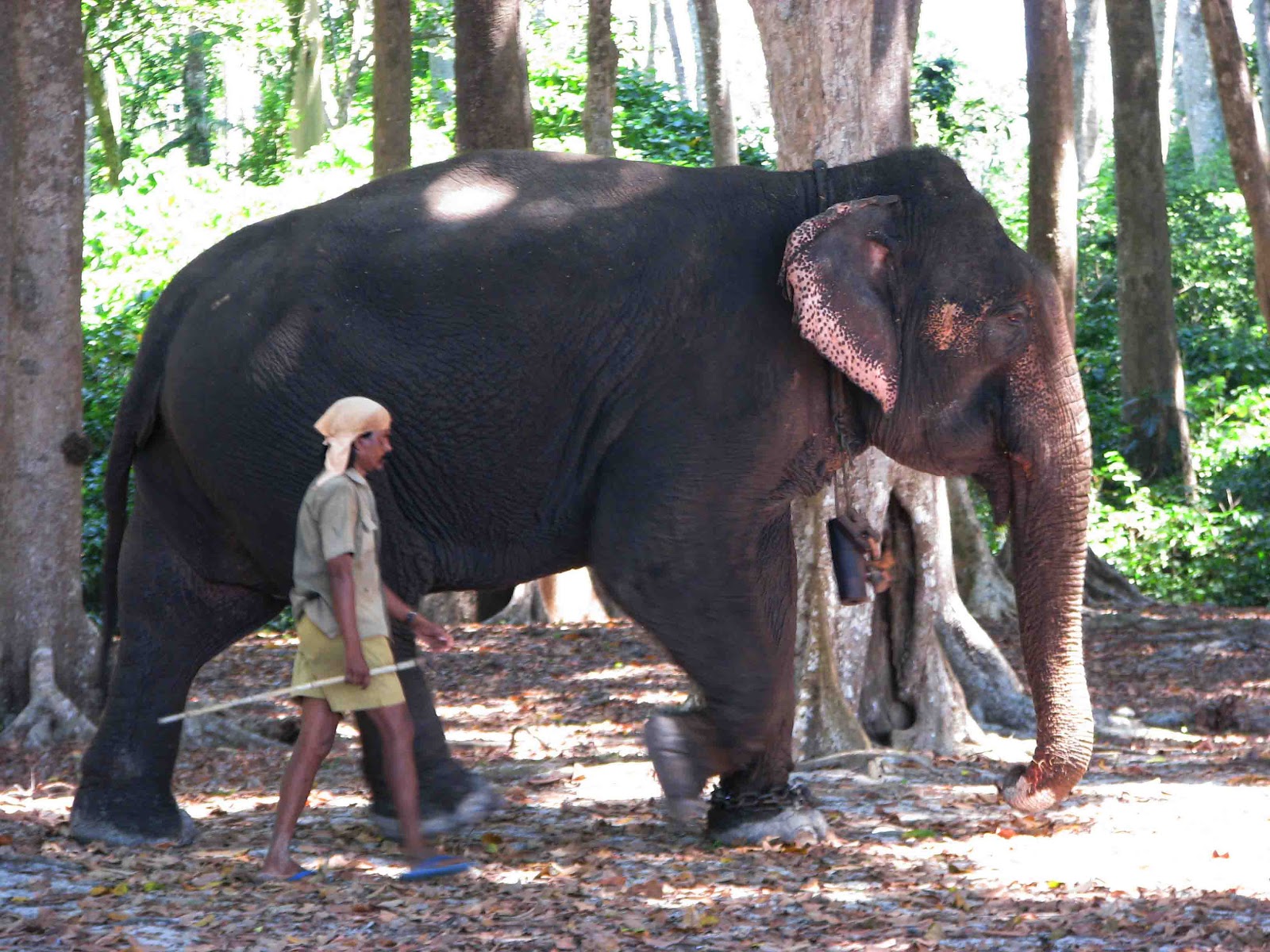 |Elephant Pictures | Elephant pics | Elephant information | Adopt an ...