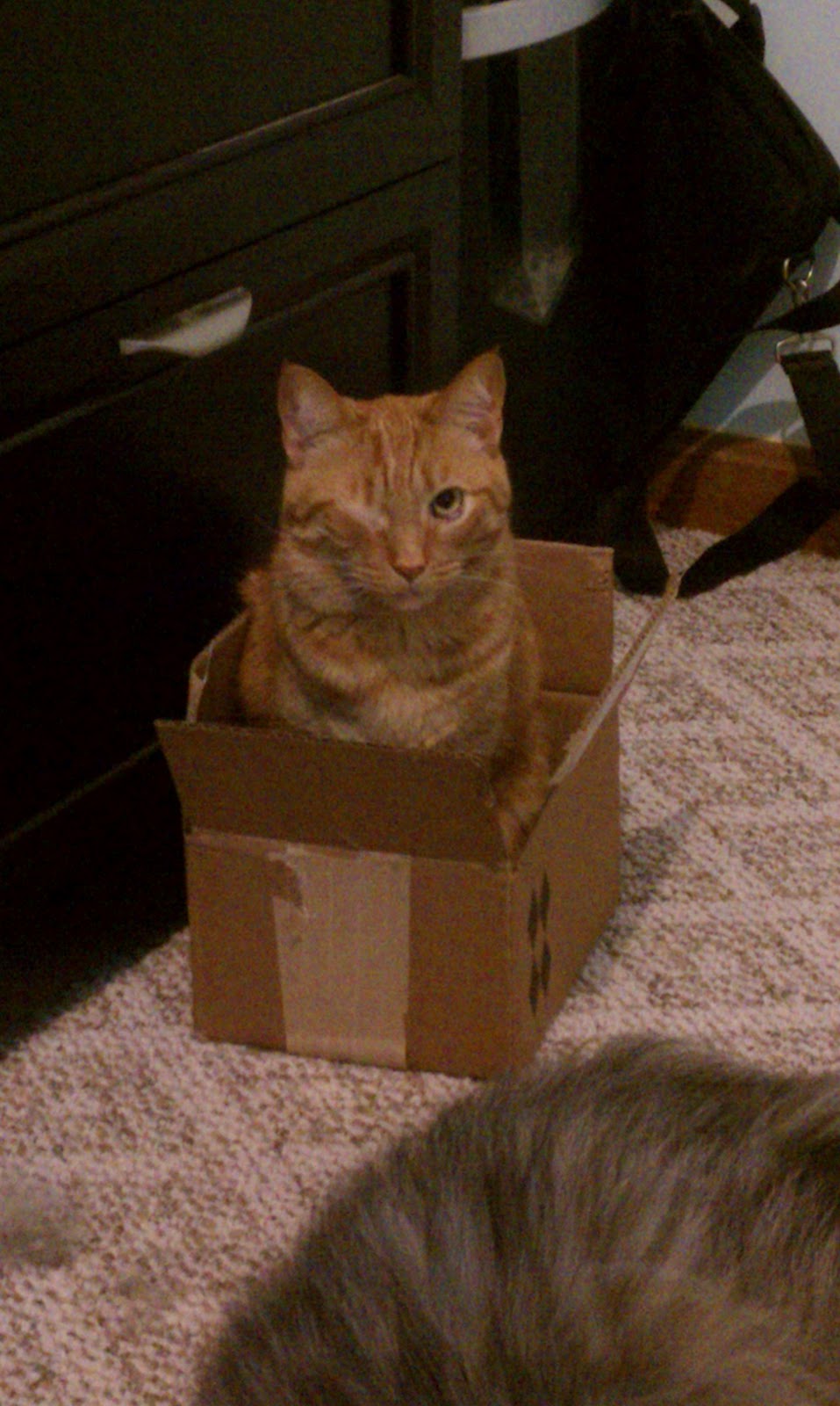 NYT Bestselling author Julie Kagawa: A tribute to Sniper Cat.