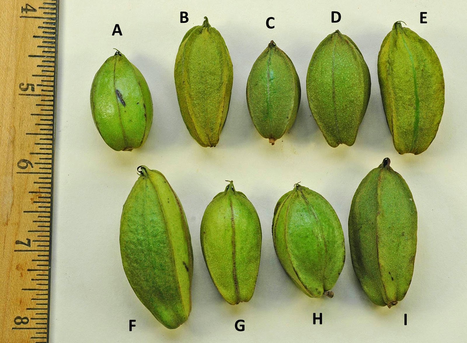 Northern Pecans: Rain, weevils, and nut development