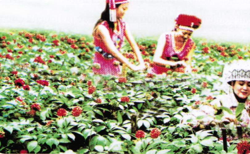 China Sanchi: Sanchi