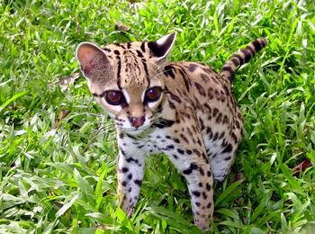 Ocelot Animal | Facts Information & Latest Pictures | All Wildlife ...