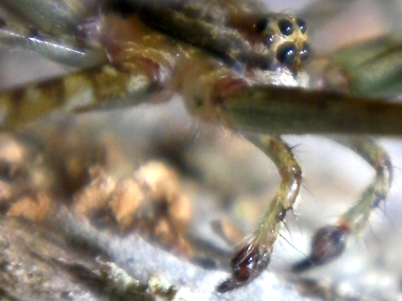 Quaoar Power Zoo: Mexican two-tailed spider (Neotama mexicana ...