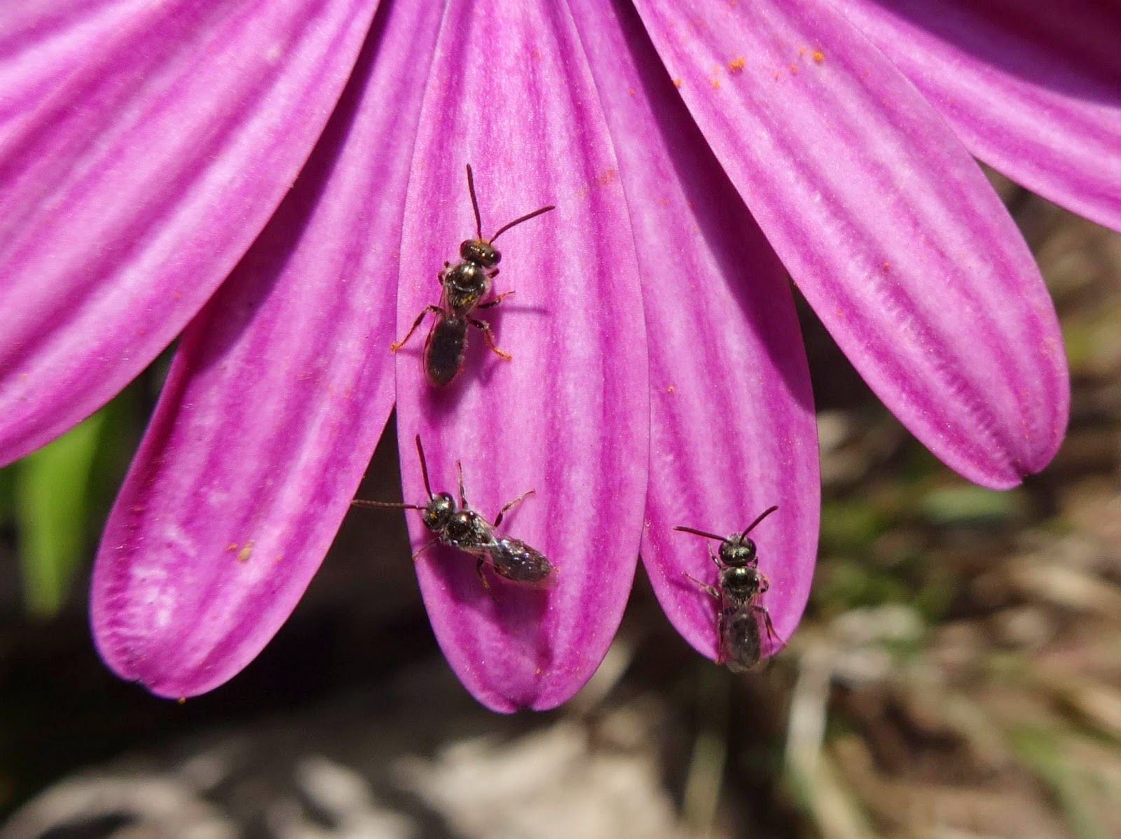 Bichos en Antofagasta: Mini abejas... (Halictidae)