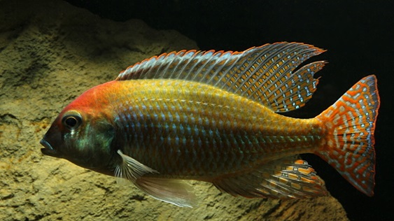 馬拉威湖慈鯛 Lake Malawi Cichlids: 非洲慈鯛 - 馬拉威湖 - 紅帽珍珠 - Lethrinops sp. red ...