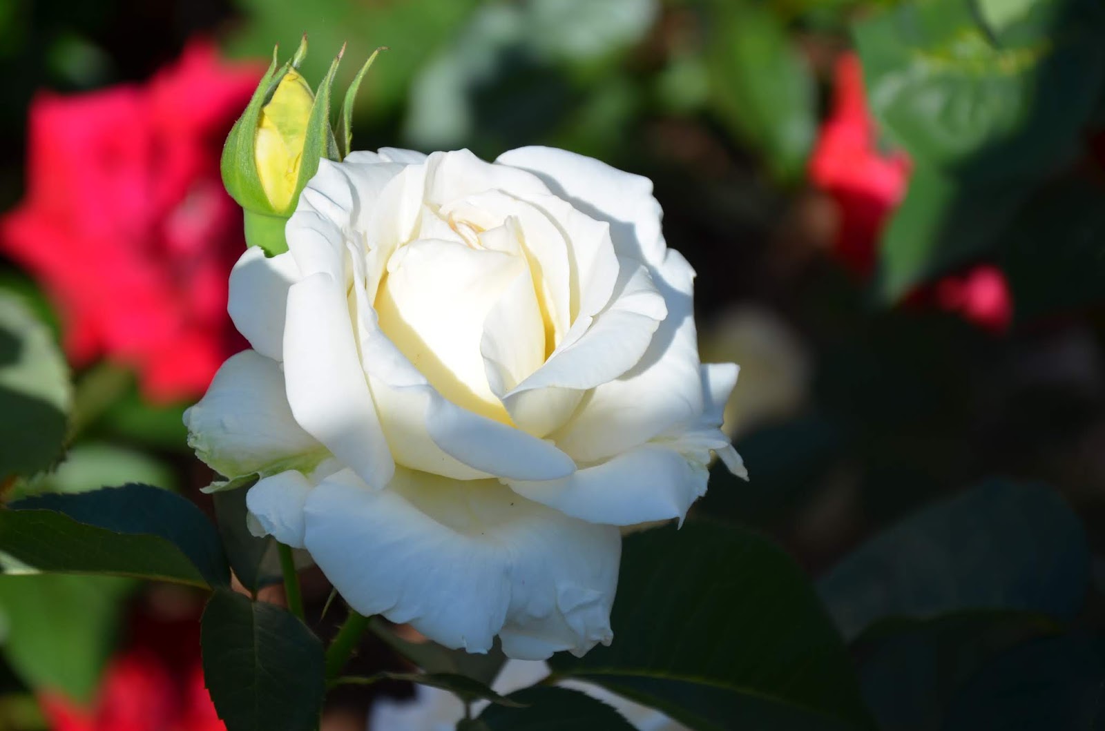 Kroniki Inowrocławskie: Różane Ogrody