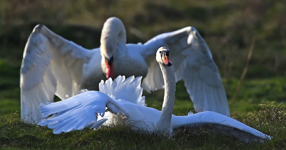 Alan James Photography : Mute Swan terretorial behaviour Part 2