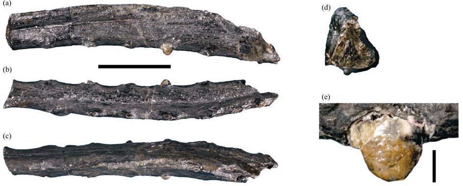 WeBlog Aragosaurus: 10/2/13 - 17/2/13