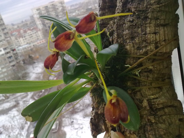 Masdevallia amplexa care and culture | Travaldo's blog
