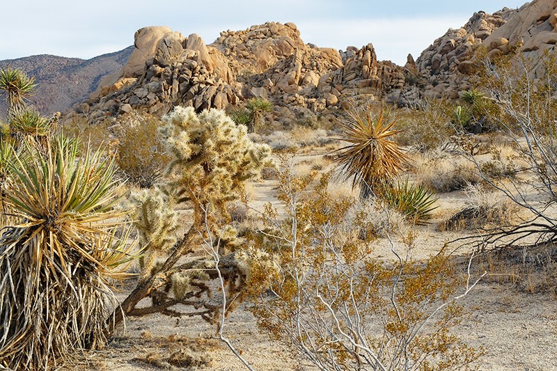 Happy French Gang BLOG: JOSHUA TREE + PALM SPRING.