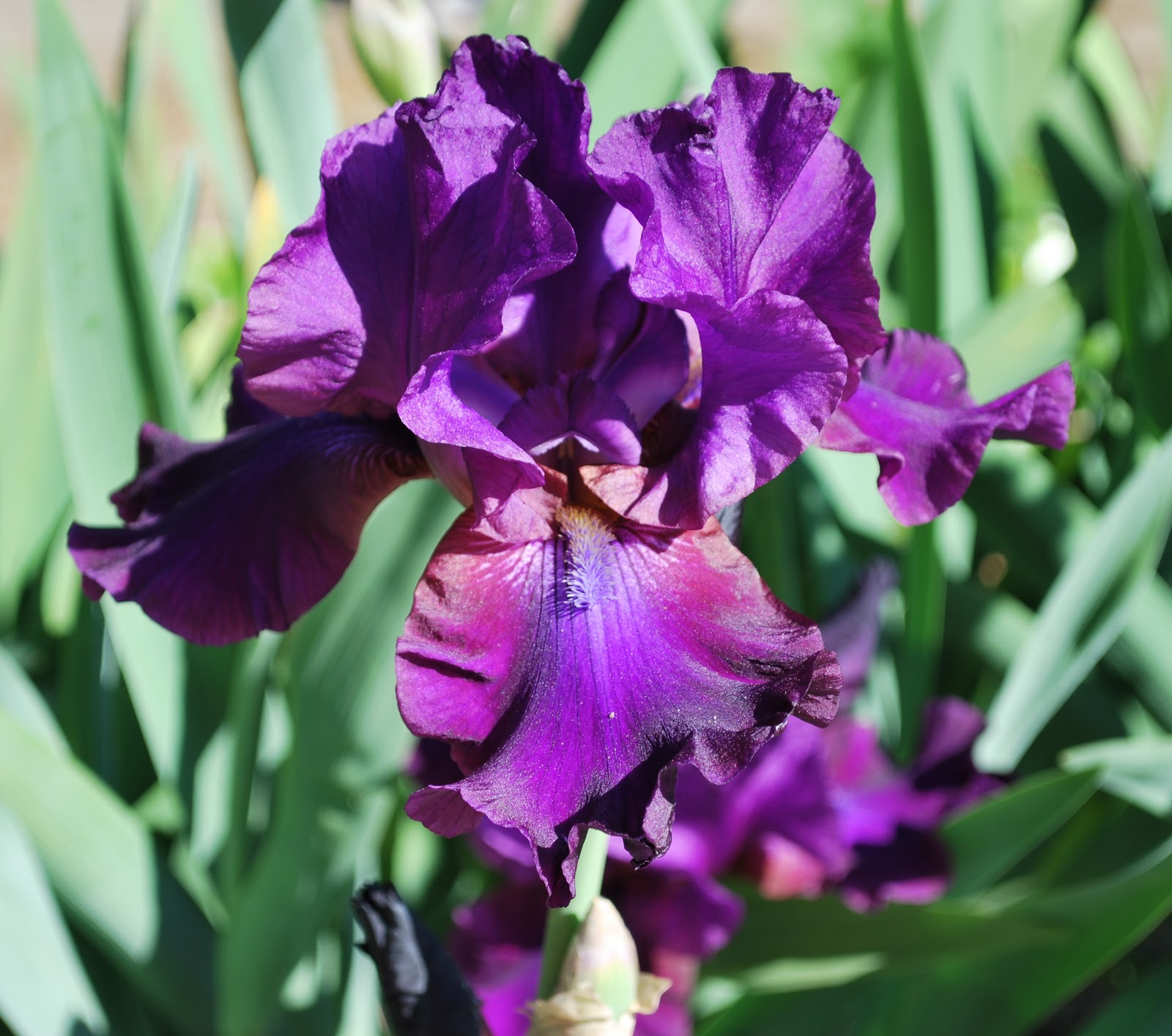 World of Irises: Strikingly Beautiful Flowers