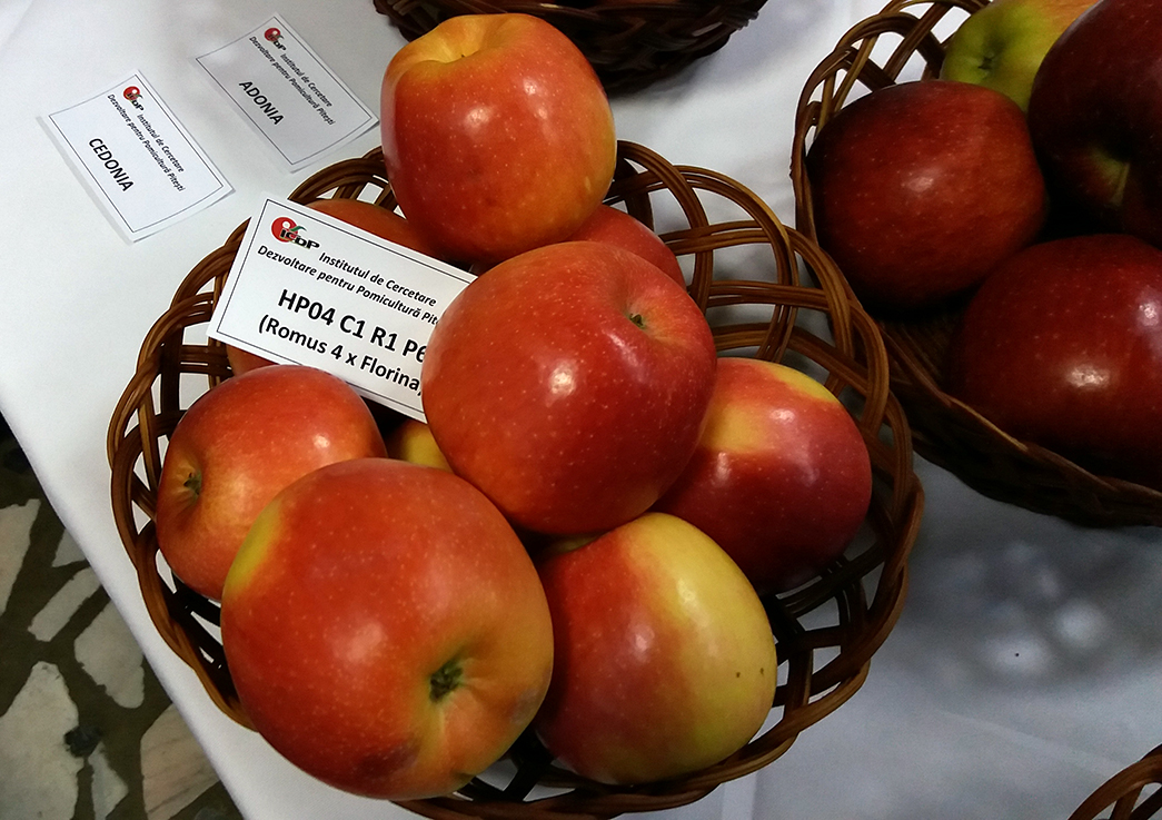 Blogul Simonei: Pomologie, fructe, degustare II