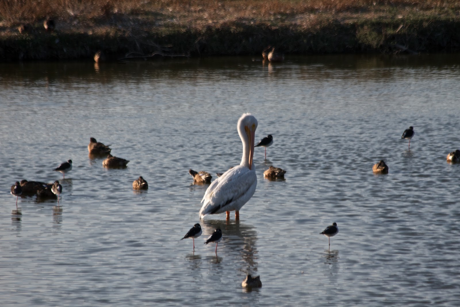 Wild Birds of California: Expert fishing bird at Shoreline
