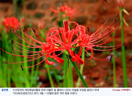 Plants: Lycoris radiata