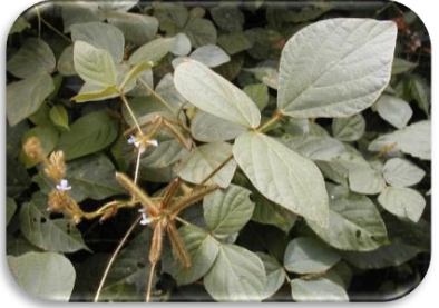 Kalopo (Calopogonium mucunoides)