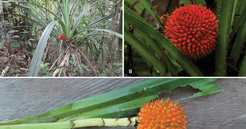 Species New to Science: [Botany • 2016] Lifting the Curtain on Our ...