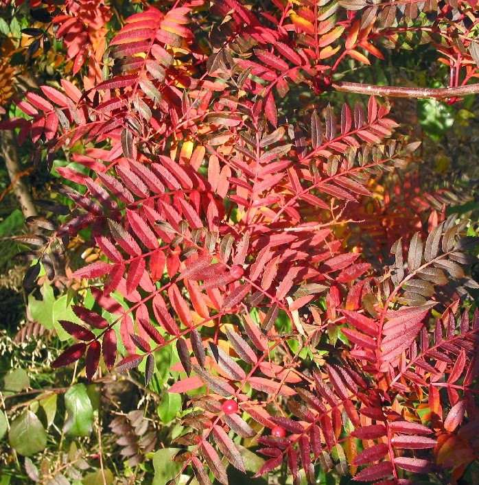 Trees Planet: Sorbus vilmorinii - Vilmorin's Mountain-ash - Vilmorin's ...