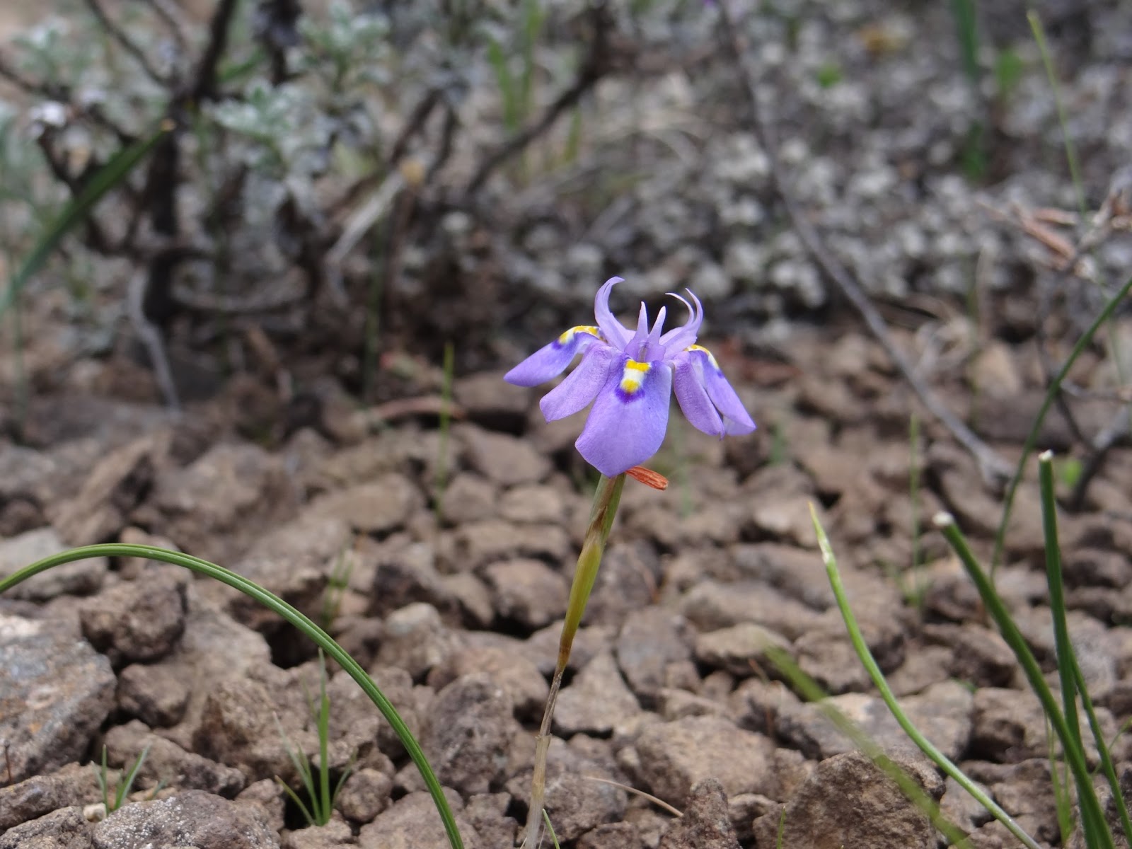 Caerulean Skies: Summer Flowering South African Bulbs