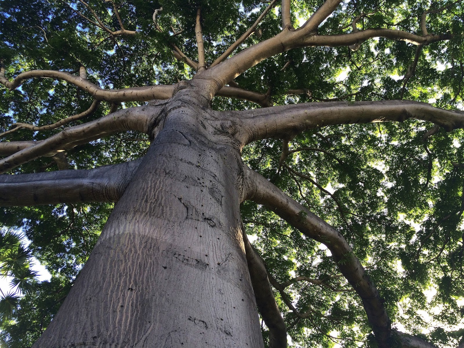 Aloha from Hawaii: The Kapok Tree.