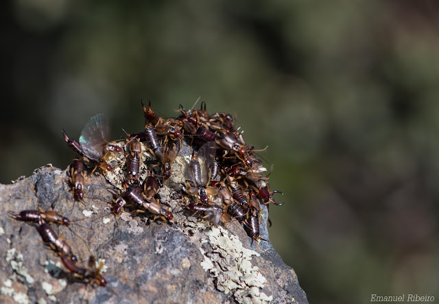 UM DIA DE CAMPO: Bicha-cadela, um insecto a conhecer