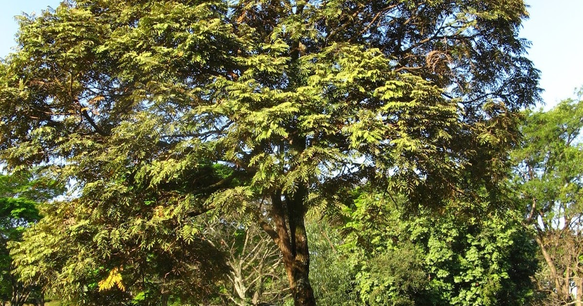 Curiosidades Vegetais: O cedro-rosa