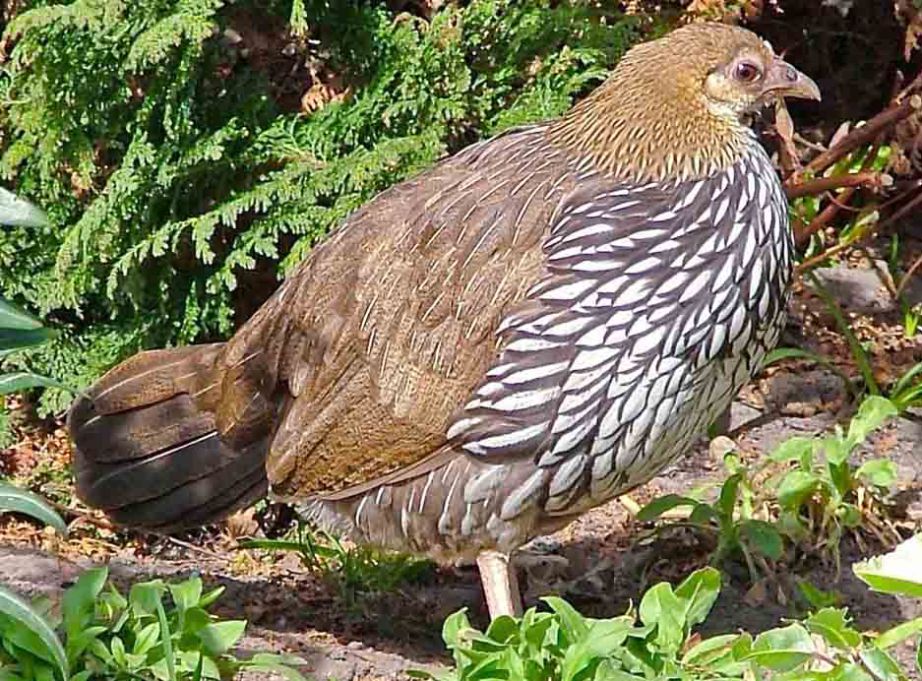 Bisnis budidaya / ternak ayam hutan / alas bekisar | Pakan Burung Joss