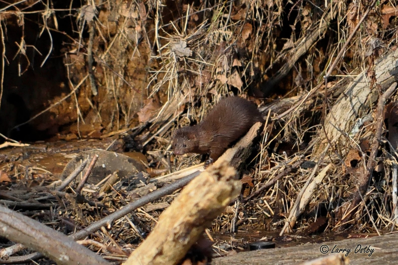 Larry Ostby's Wild Critters: Mink