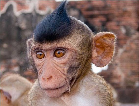 99 WOW: Men Mimic Monkeys Hairstyleالرجال يقلدون تسريحات شعر القرود
