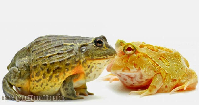 Proses Pemijahan Kodok Pacman